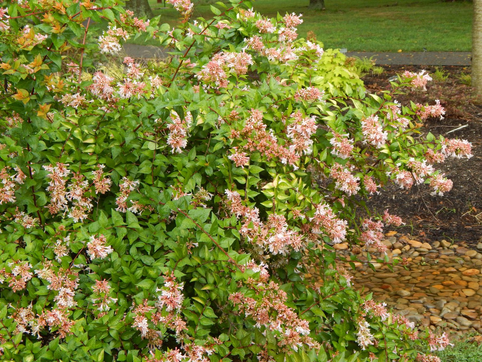 Rose Creek Abelia - Boyd Nursery Company