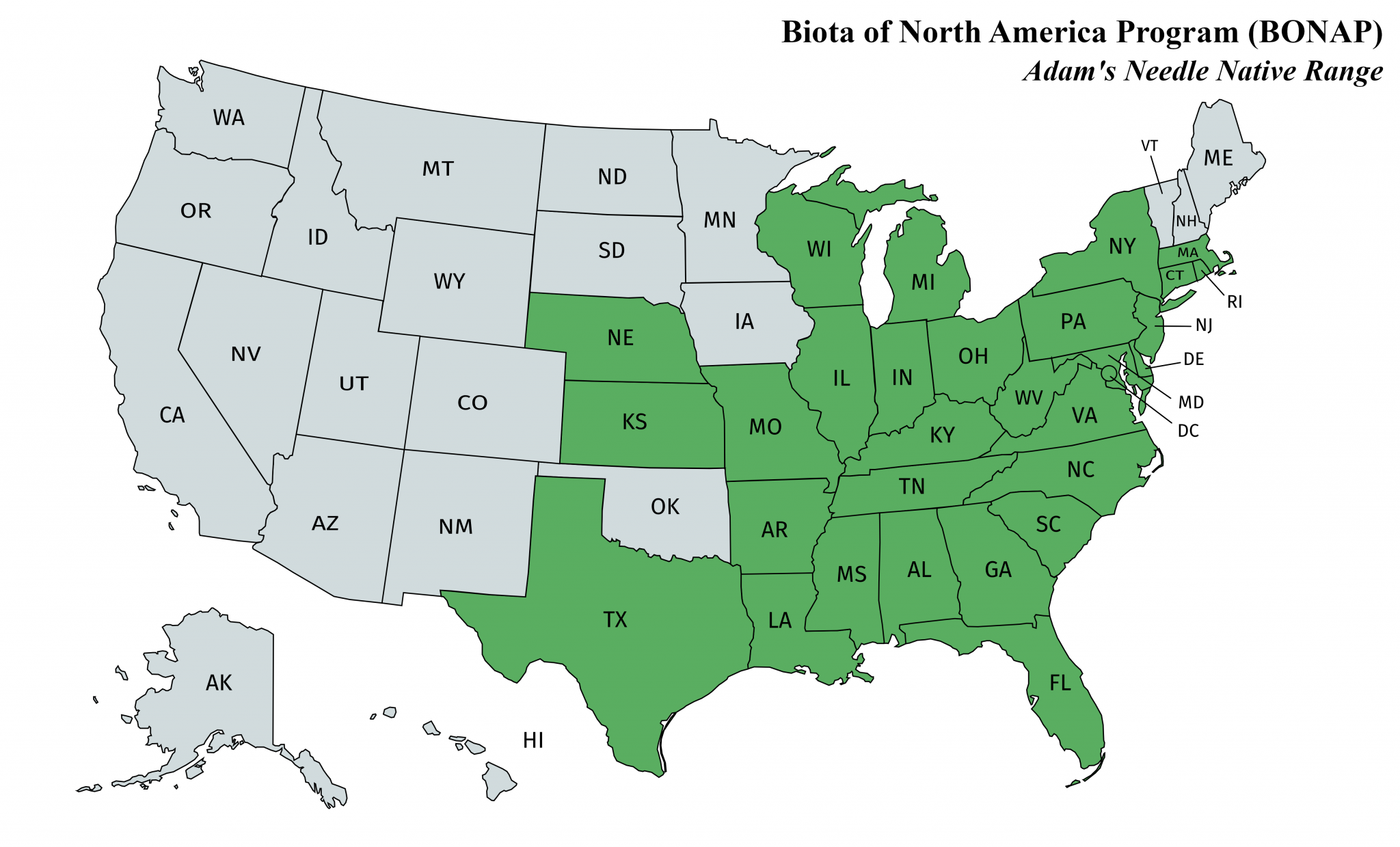Adam's Needle - Boyd Nursery Company