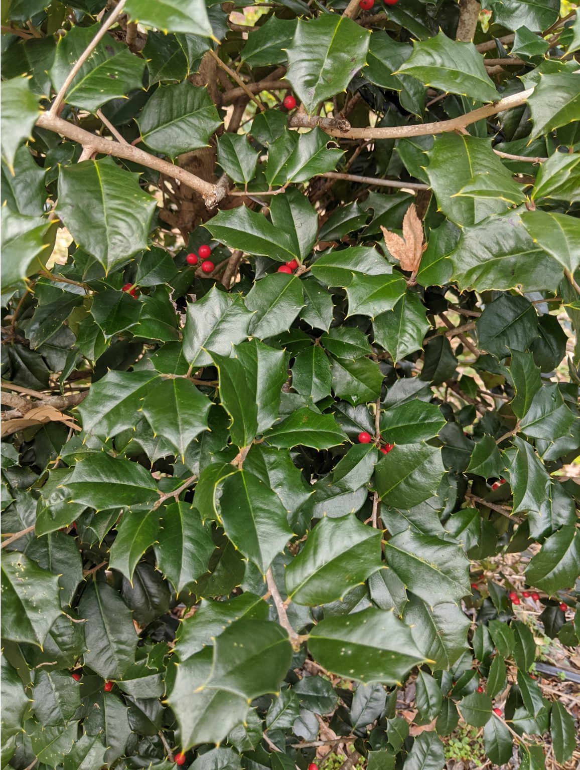 Jersey Princess American Holly - Boyd Nursery Company