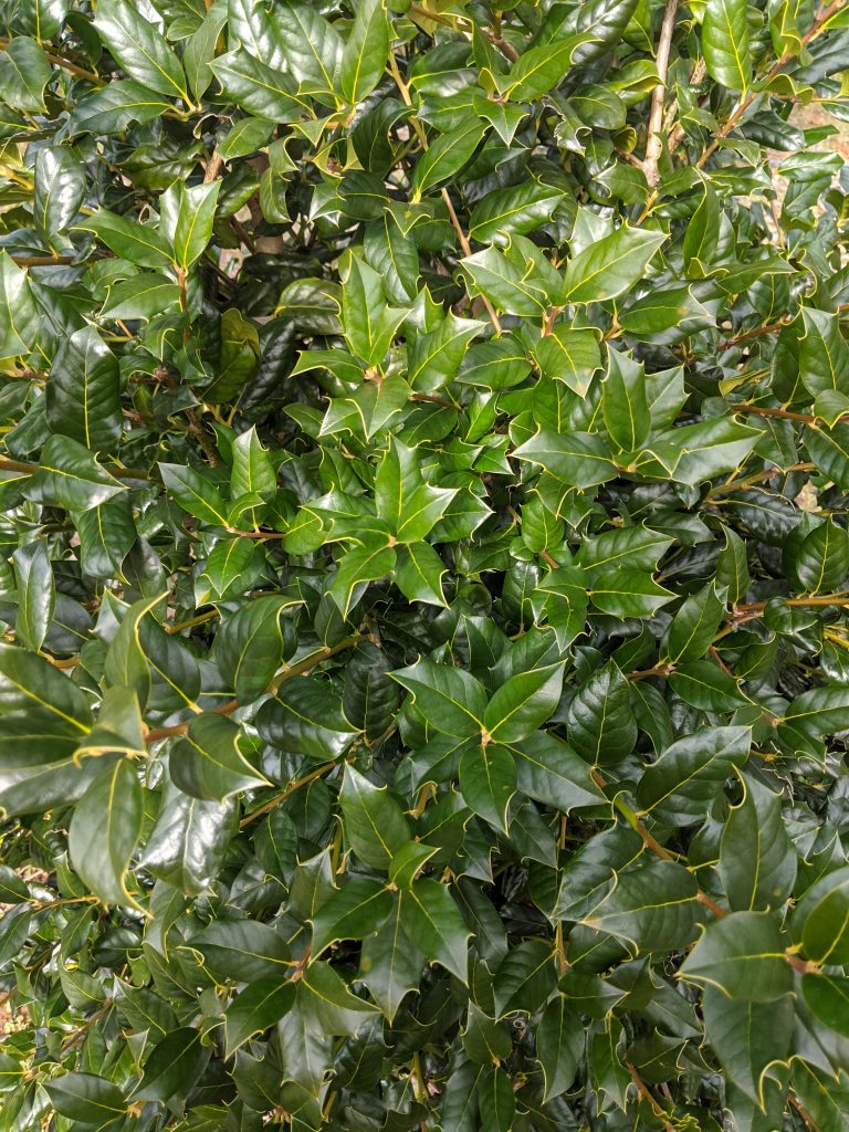 Nellie R. Stevens Holly - Boyd Nursery Company