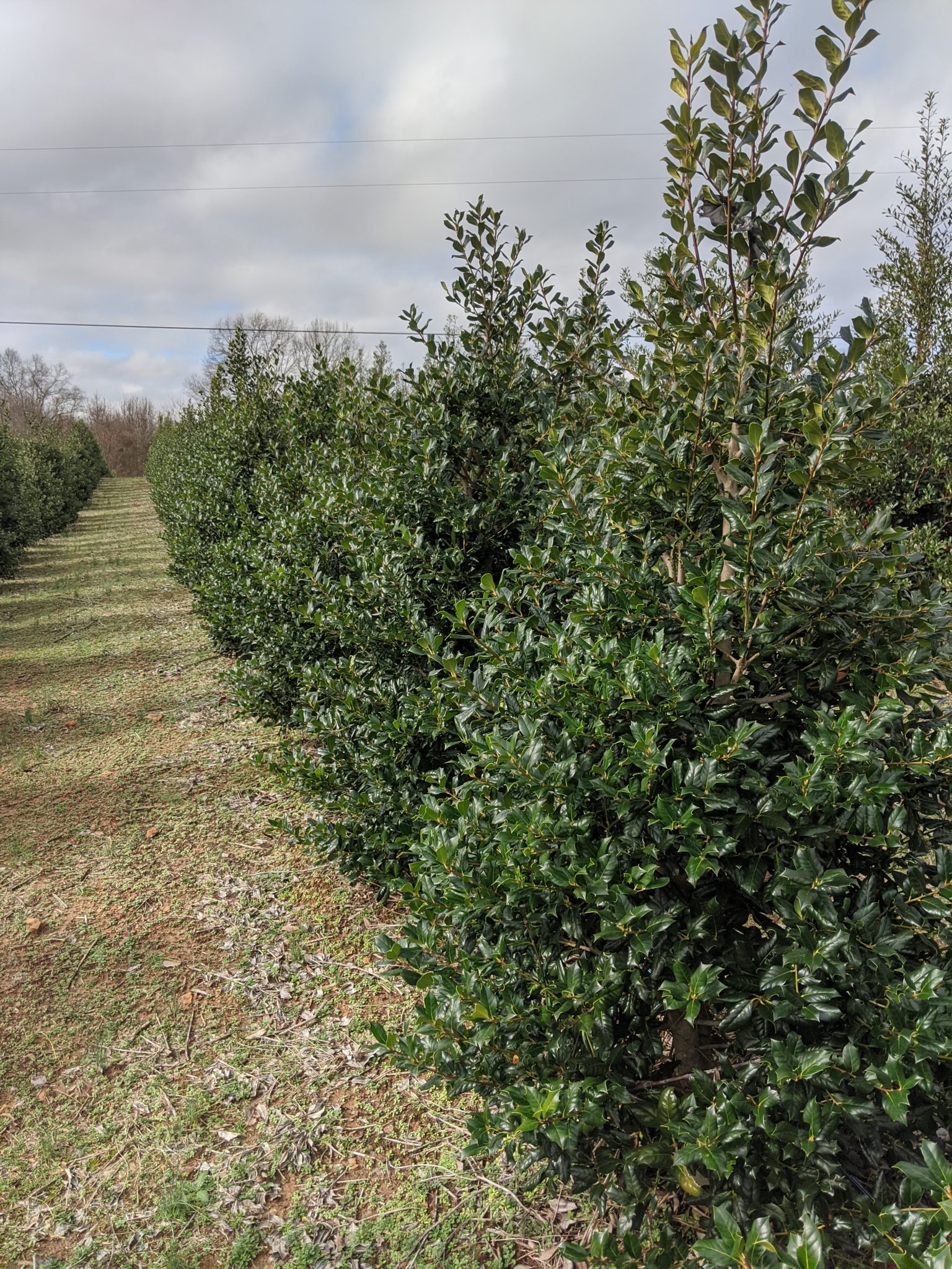 Nellie R. Stevens Holly - Boyd Nursery Company