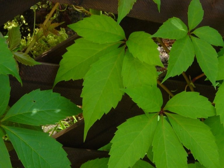 Virginia Creeper - Boyd Nursery Company