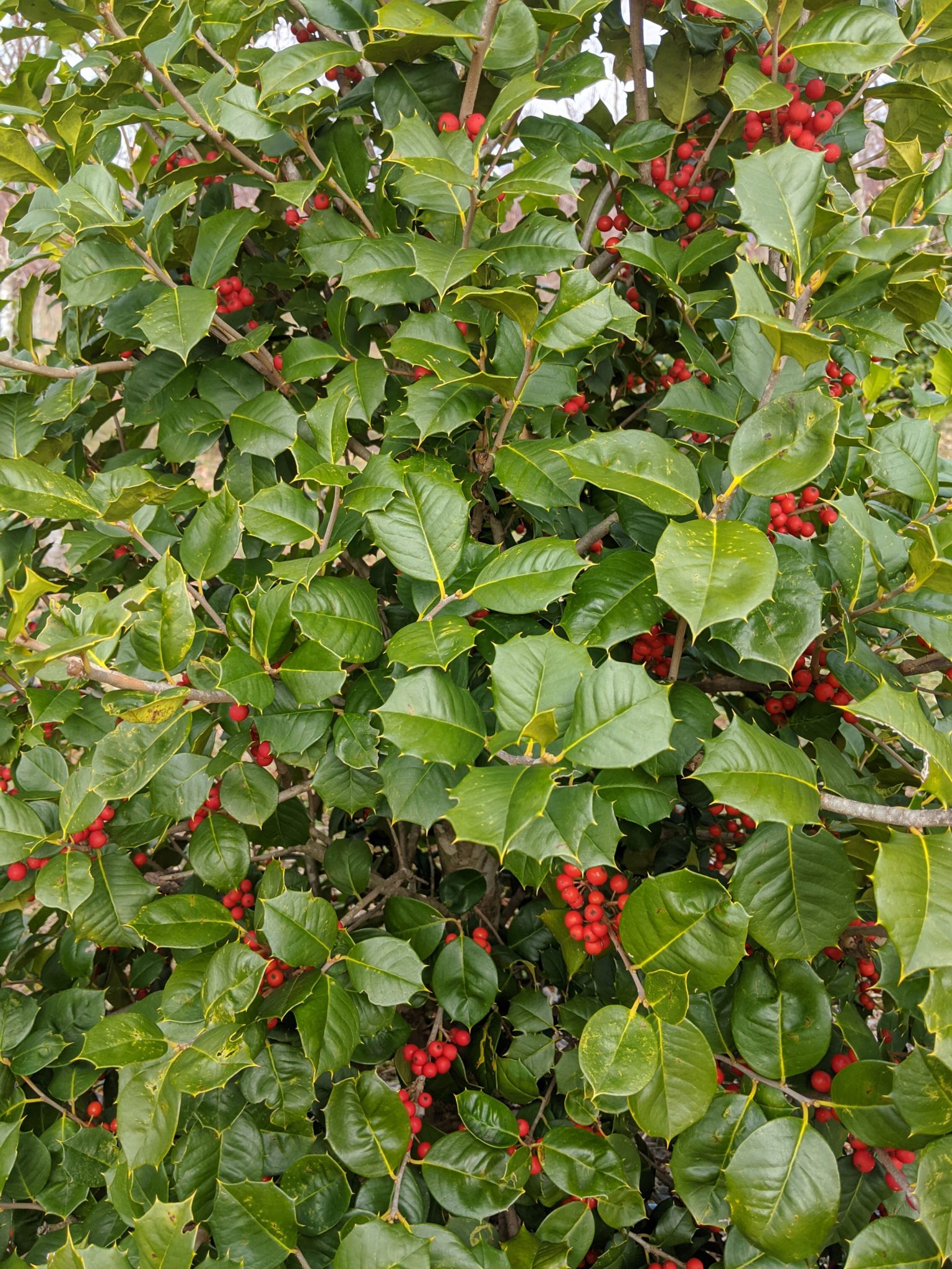 Satyr Hill American Holly - Boyd Nursery Company