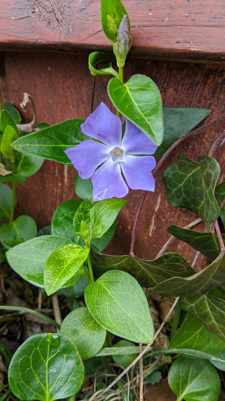 Greater Periwinkle - Boyd Nursery Company