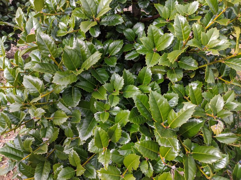 Emily Bruner Holly - Boyd Nursery Company