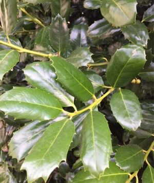 Emily Bruner Holly - Boyd Nursery Company