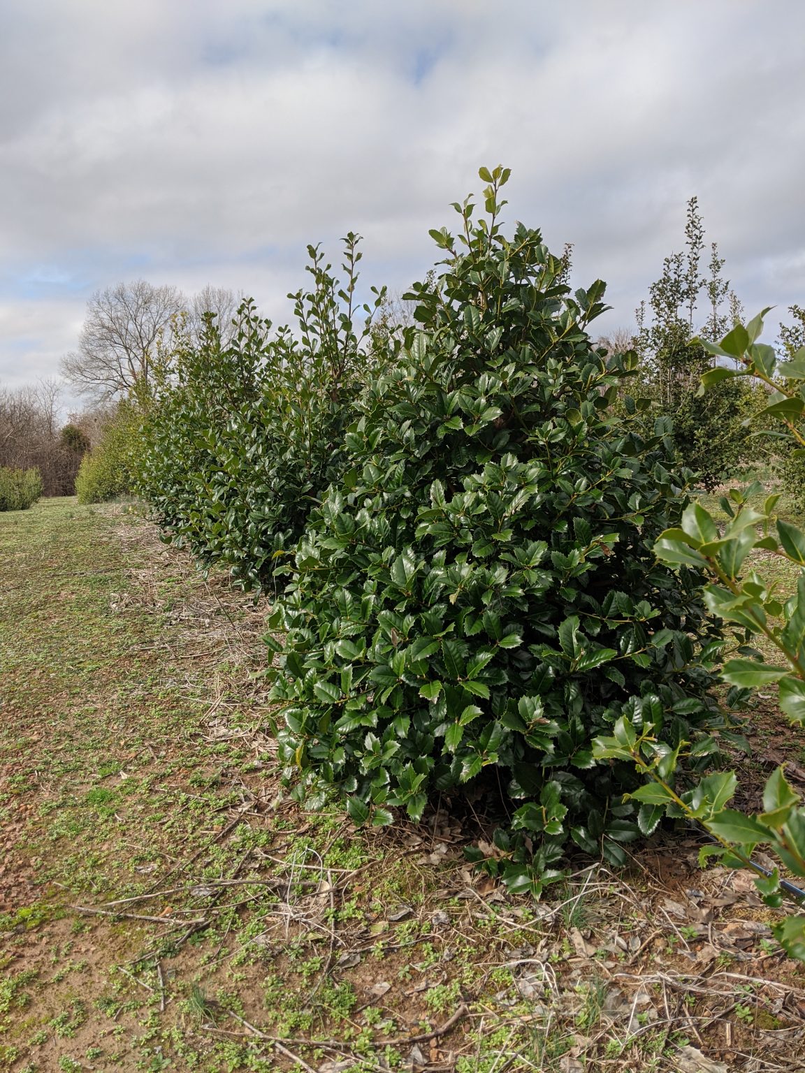 Emily Bruner Holly - Boyd Nursery Company