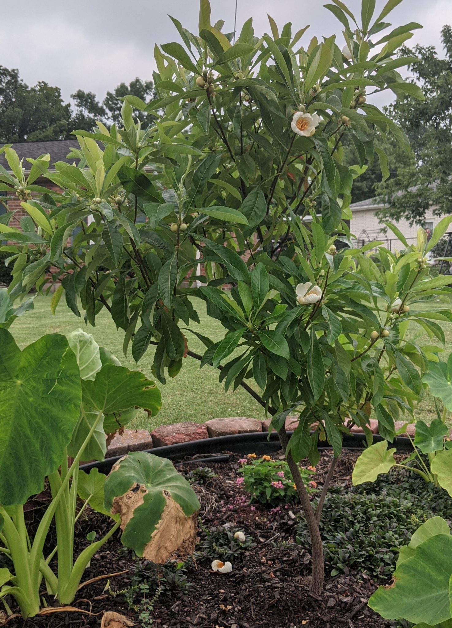 Ben Franklin Tree - Boyd Nursery Company