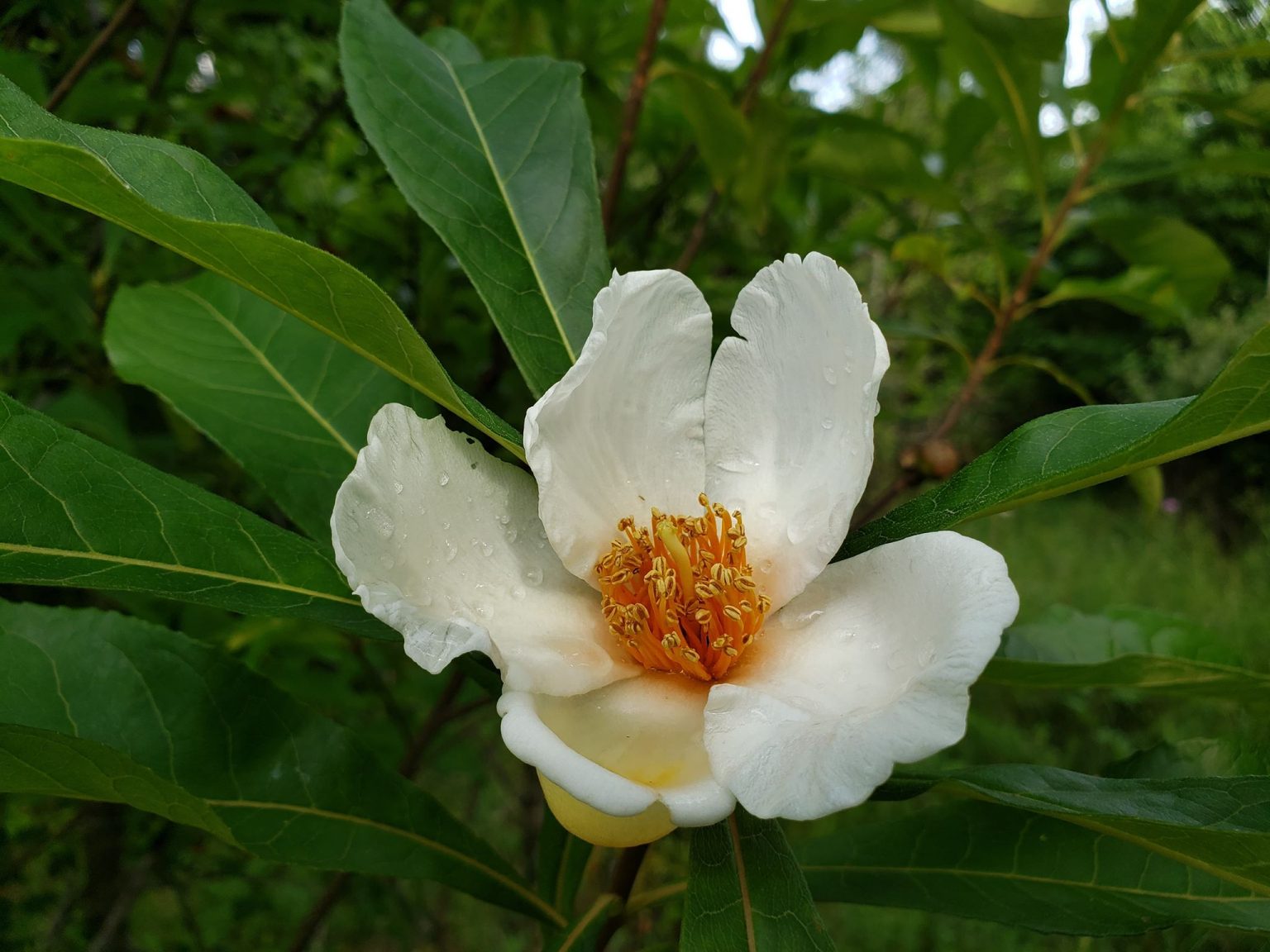 Ben Franklin Tree - Boyd Nursery Company
