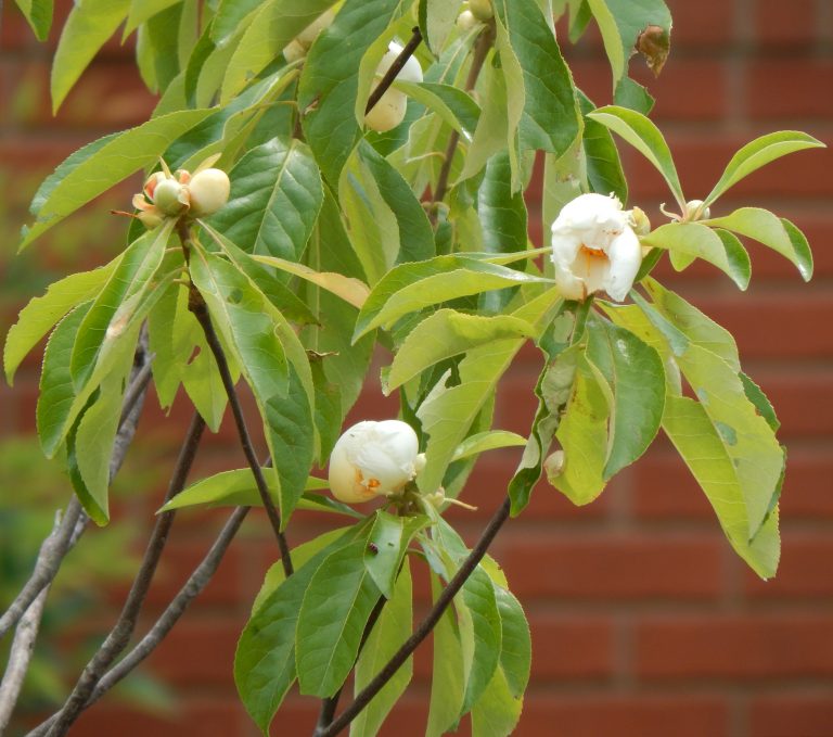 Ben Franklin Tree - Boyd Nursery Company