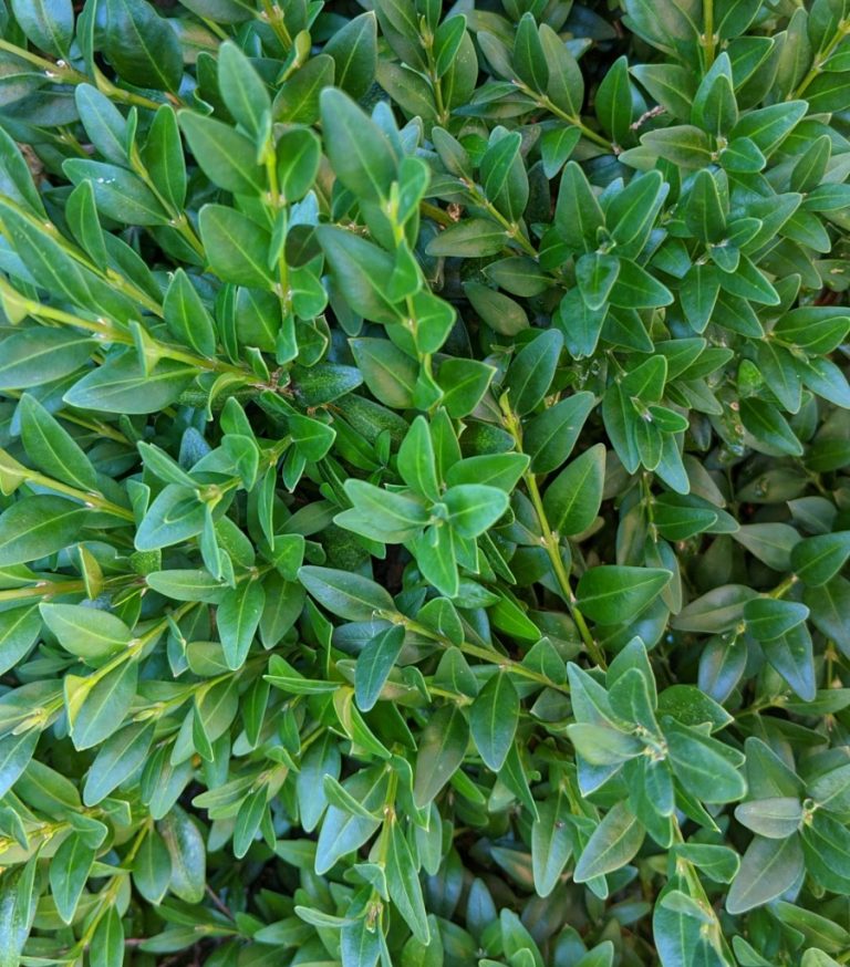 Common Box - Boyd Nursery Company